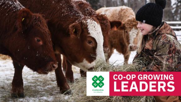 Co-op Agro | Cornerstone Co-op